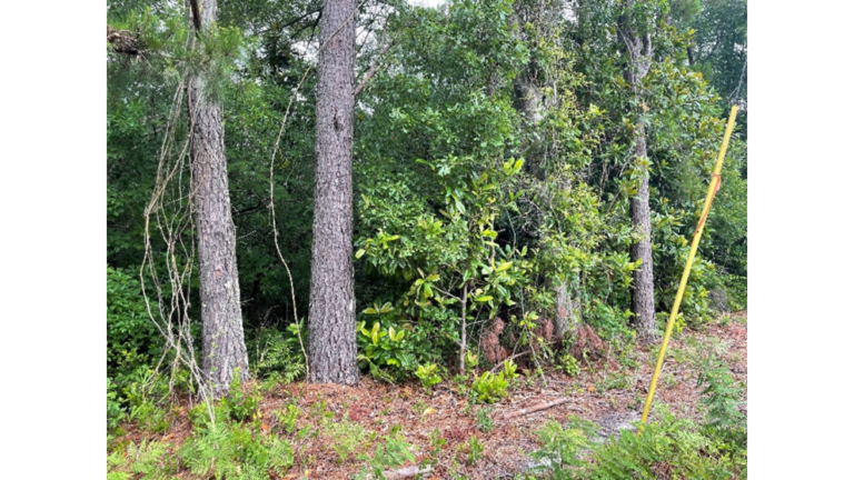 Blue Bay Townhomes — Comprehensive Tree Inventory - Timmons Group